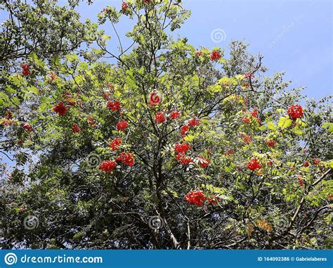 Branches Of European Mountain Ash Rowan Tree With Ripe Berries Stock