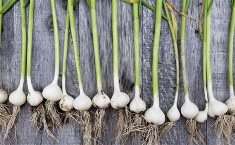 Як виростити якісний часник та уберегти його від пожовтіння Читайте на Ukr Net