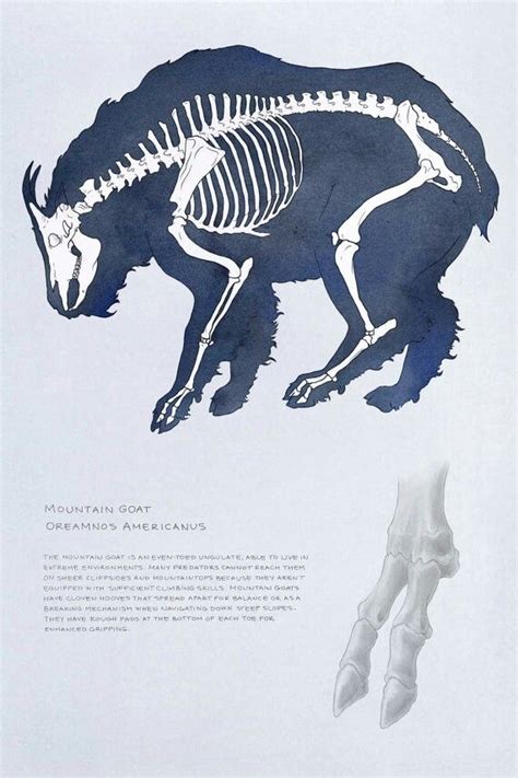Mountain Goat Anatomy Wildlife Art Sketchbook