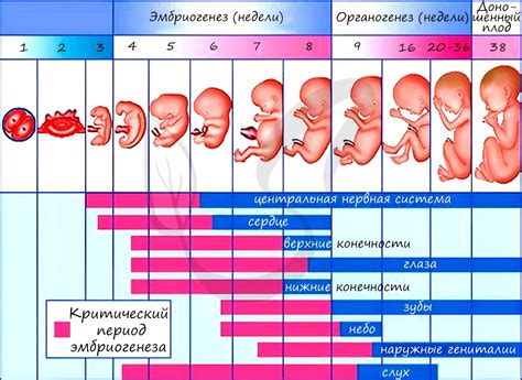 Сходства эмбрионального развития человека и животных