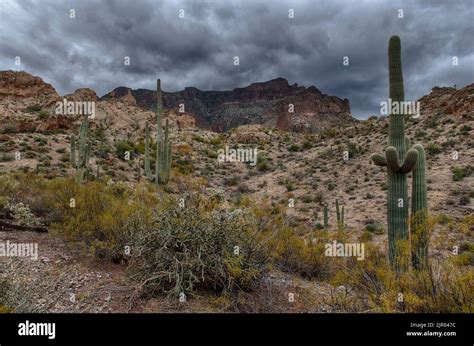 Beautiful Desert Landscape With Cacti Vegetaition In The Superstitions