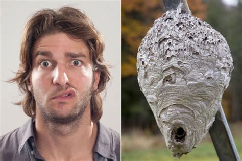 Swedish Man Dies After Attempted Sex With Hornets Nest Dumb Things