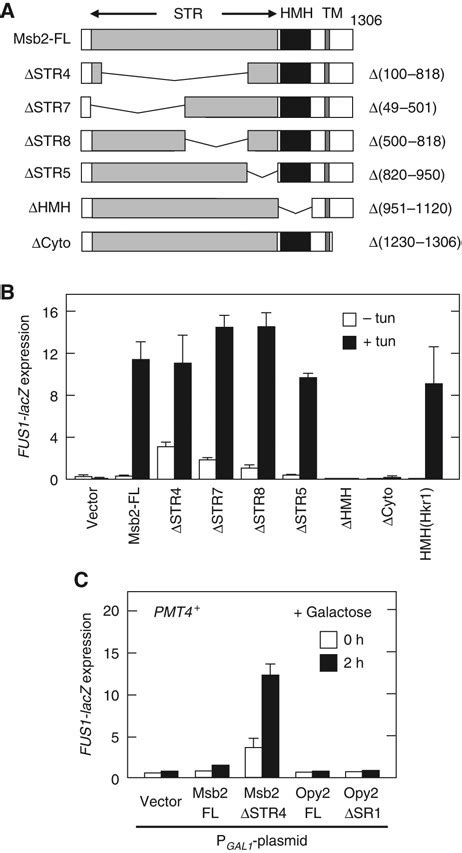 Domains Of Msb2 Essential For The Fg Response A Schematic Diagrams