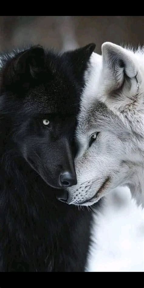Wolf And Black Bear Together Black Wolf With White Fur Black Wolf