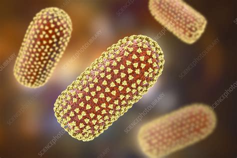 Rabies Viruses Illustration Stock Image F036 7251 Science Photo Library