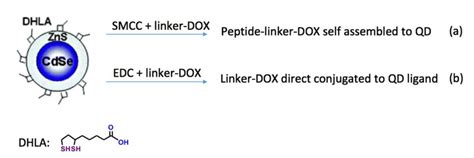 The Linker Doxorubicin Dox Conjugate Can Be Conjugated A To A Download Scientific Diagram