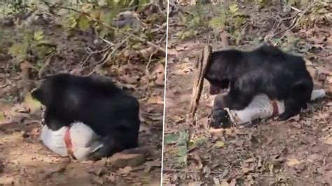 Bear Attack In Chhattisgarh Father Son Duo Mauled To Death By Sloth