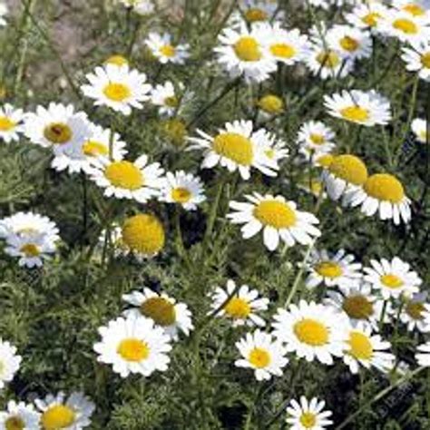Pellitory Anacyclus Pyrethrum 30 Seeds Per Pack Heirloom Etsy