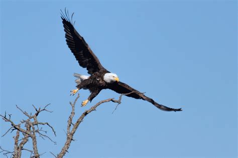 Adler Beobachten In Oklahoma City Ok 2027 Roveme