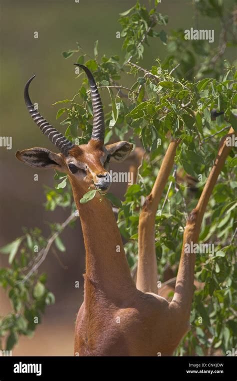 Gerenuk Litocranius Walleri Aka Wallers Gazelle Eating Leaves In