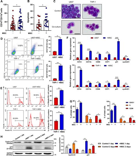 Msc Treatment Induces Aml Cell Differentiation A B Flow Cytometry