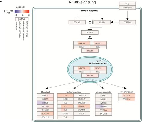 Interferon Regulatory Factor 5 Irf5 Regulates Numerous Biologic Download Scientific Diagram
