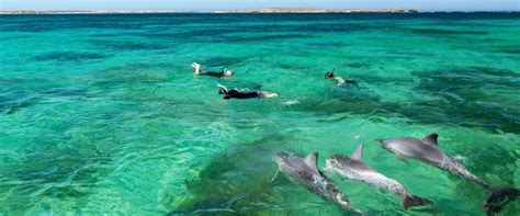 호주여행 애들레이드여행 야생 돌고래와 함께 수영 반나절투어 네이버 블로그