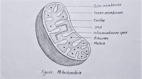 Mitochondria Drawing