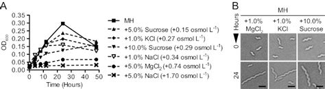 Hyperosmotic Stress Response Of Campylobacter Jejuni Abstract