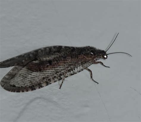 Giant Lacewing Polystoechotes Punctata Bugguide Net