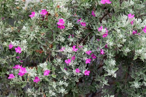 The Right Way To Prune Texas Sage In Texas For Steady Flowering