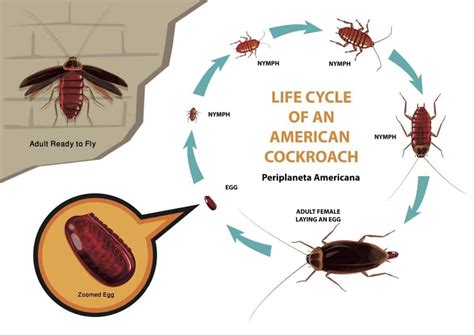 Roach Life Cycles Pointe Pest Control Exterminator And Pest Control Service
