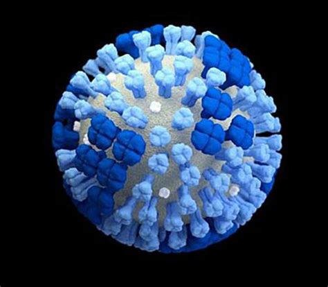 Study Explores Sex Differences In Flu Nih Intramural Research Program