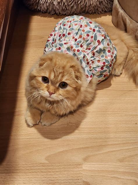 จมายเม่นเม่นและแมวพึมพัม 🦔🍑🐱 On Twitter พูพุงยืมชุดพิพัมมาใส่ ใส่แล้ว