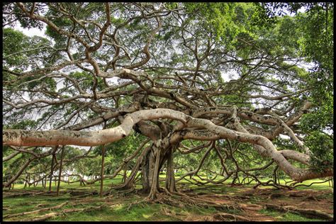 Java Trees Range At Ervin Morris Blog