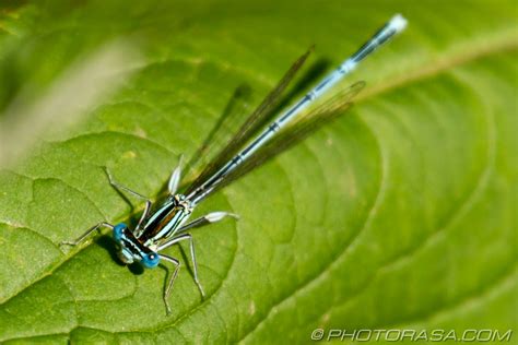 Damselflies Photorasa Free Hd Photos