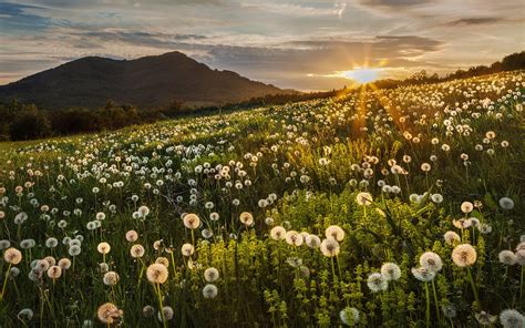 Поле с белыми цветами 59 фото