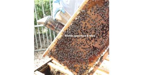 I Anatomie du sexe du faux bourdon mâle abeille Abeille Apiculture Bees Acast