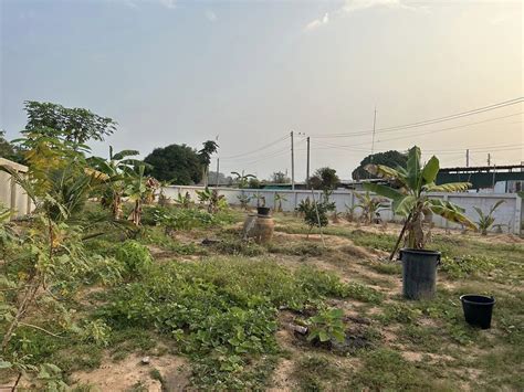 ขายที่ดินหนองปรือแปลงหัวมุมเนื้อที่ 144 ตรว ซอยทุ่มกลม ตาลหมัน21 หลังร ร บ้านทุ่งกลมถมแล้วล้อม