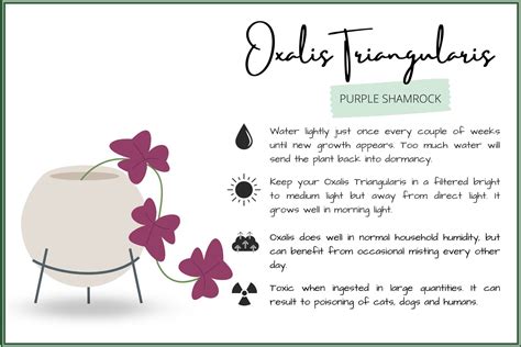 Pureroots Plant Care 101 Oxalis Triangularis