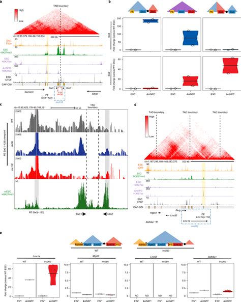 Ocgis And Tad Boundaries Enable Pes To Specifically Induce Their Target Download Scientific