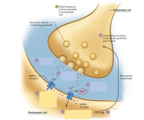 Diagram Of Early Phase Long Term Potentiation Long Term Pote