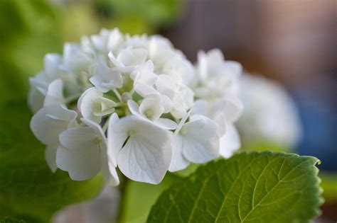 Dead Heading Hydrangeas The Key To Stunning Blooms