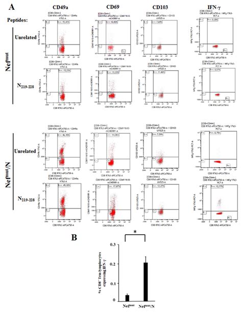 Icsflow Cytometry Analysis On Cells Isolated From Lungs Of Mice