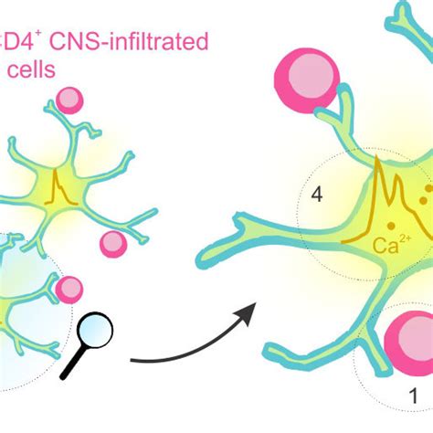 Schematic Depicting Rapid Astrocyte Immune Cell Interaction Mediated Download Scientific