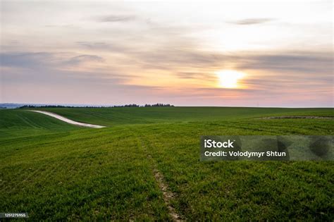 필드에서 자라는 젊은 녹색 밀 모종 미숙한 젊은 곡물 밀을 성장하는 농업 분야 토양에서 자라는 밀 일몰의 필드에 싹이 호밀에 닫습니다 호밀의 콩나물 건강한 생활방식에 대한