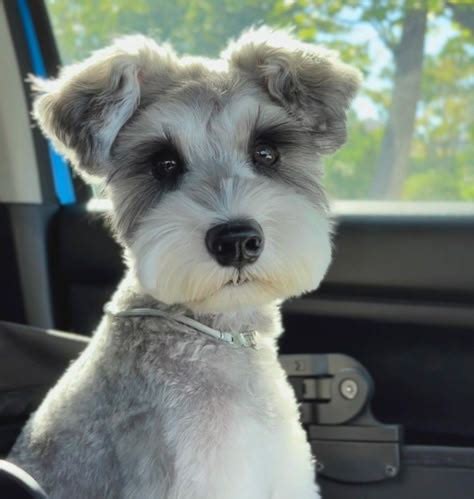 Japanese Cut On A Schnauzer Miniature Schnauzer Puppies Schnauzer