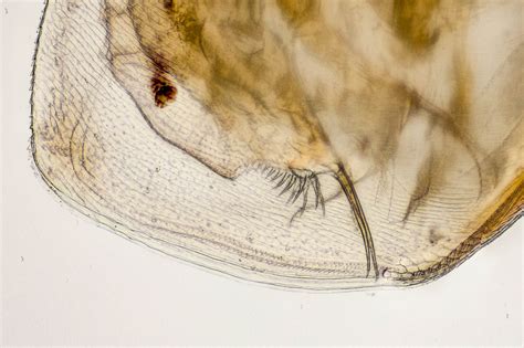 Simocephalus Vetulus The Microscopic Life Of Shetland Lochs