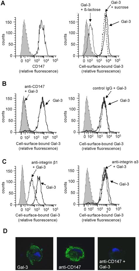 for monitoring the binding of recombinant gal 3 to the rpe cell surface