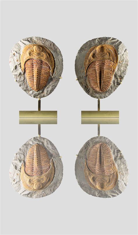 Fossils For Sale Highly Rated Museum Quality Always ≈