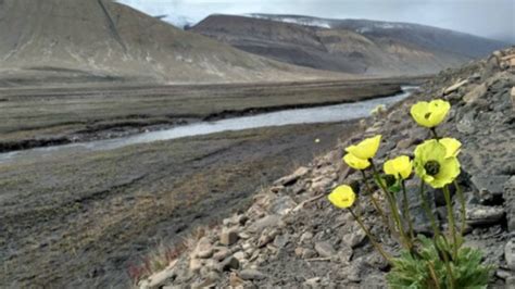 Research ‒ Mace ‐ Epfl