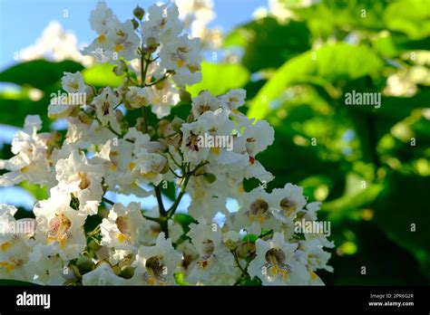 Flowers Catalpa Bigon Like Native American Bean Tree Catalpa Vulgaris Catalpa Lilac Cigar