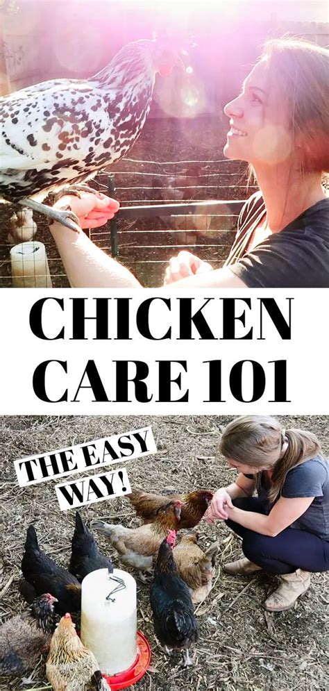 How To Take Care Of Egg Laying Chickens 101 Artofit