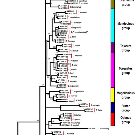 Phylogenetic Tree Resulting From Bayesian Analysis Of The Genus