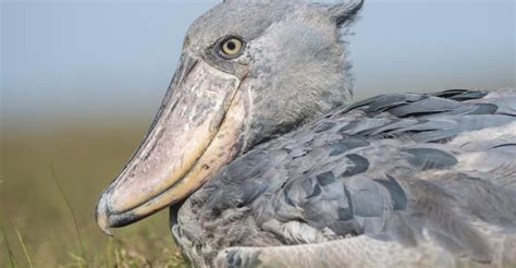 The 27 Most Unusual Birds Youll Ever Lay Eyes On