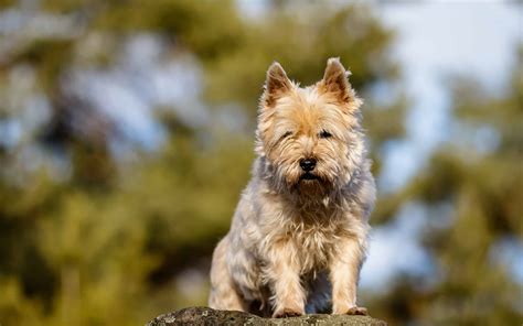 Cairn Terrier Progression Growth Chart Milestones And Training Tips