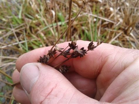 Juncus Lomatophyllus Picturethis