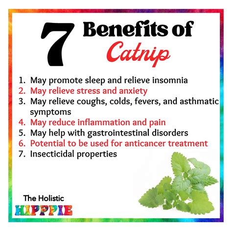 Benefits Of Catnip