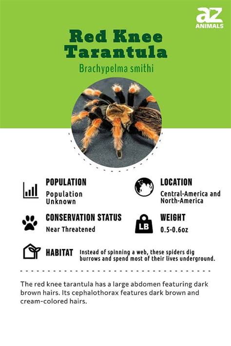 Mexican Red Knee Tarantula Habitat