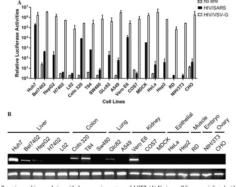Figure 3 From Highly Infectious Sars Cov Pseudotyped Virus Reveals The